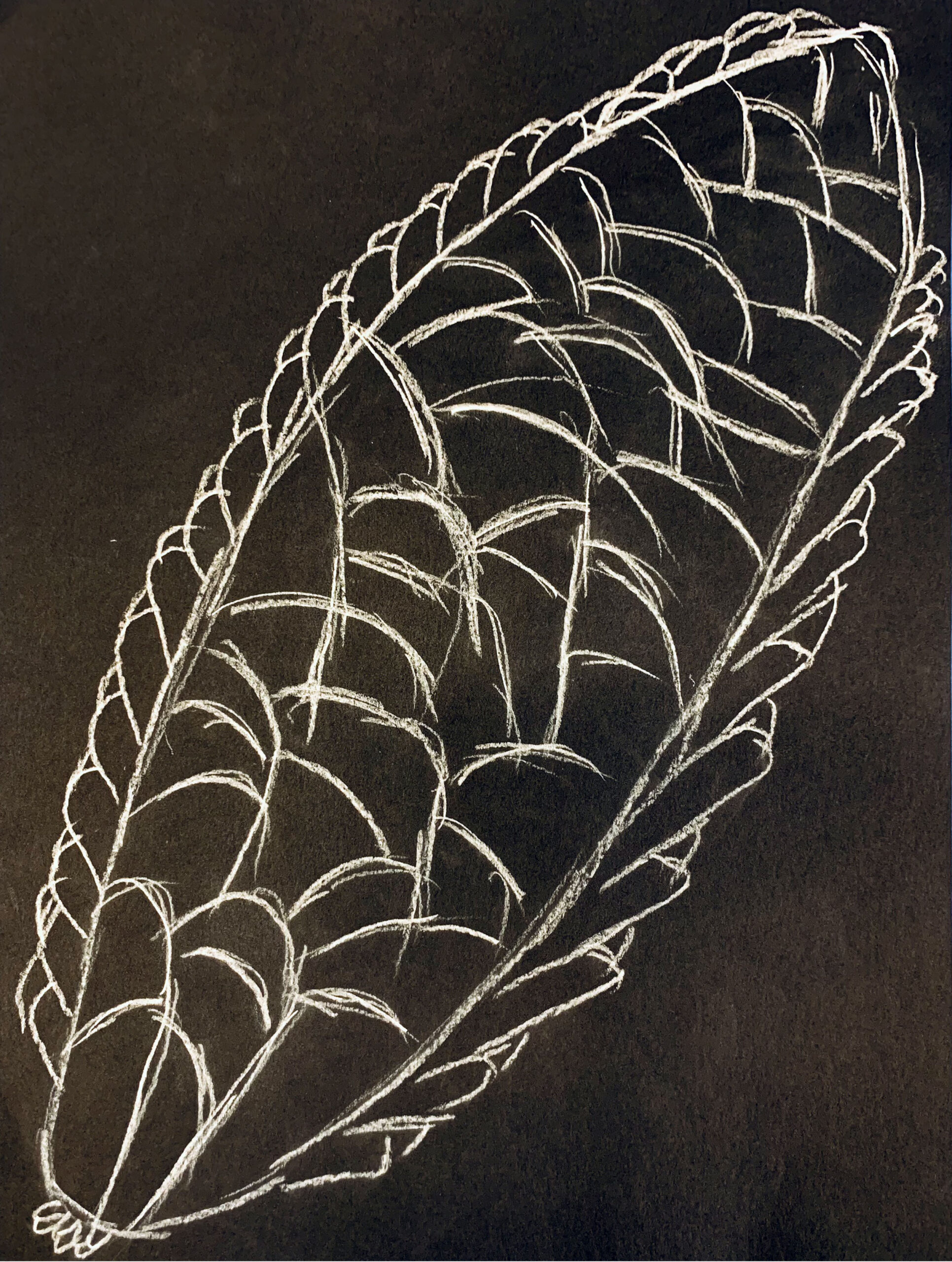 Case Study: Drawing Imaginary Plants - Studio in a School