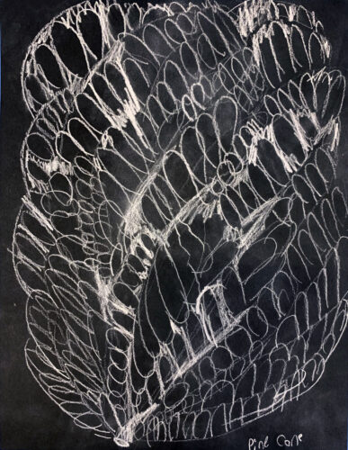 Case Study: Drawing Imaginary Plants - Studio in a School