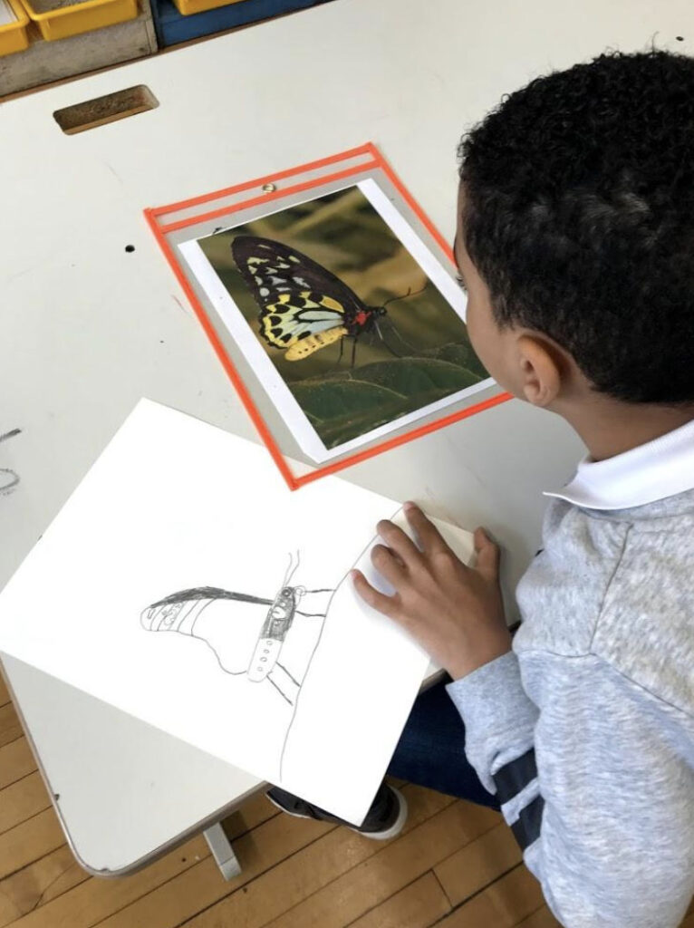 Lesson 4: Observational Drawings of Animals - Studio in a School