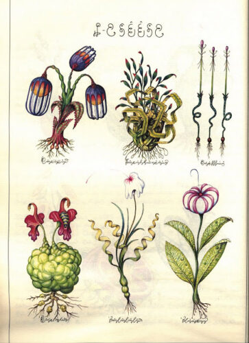 Lesson 9: Drawing Imaginary Plants - Studio in a School