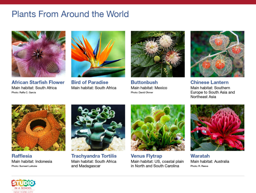 Lesson 7: Drawing Plants from Around the World - Studio in a School