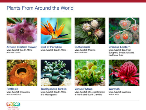 Lesson 7: Drawing Plants from Around the World - Studio in a School