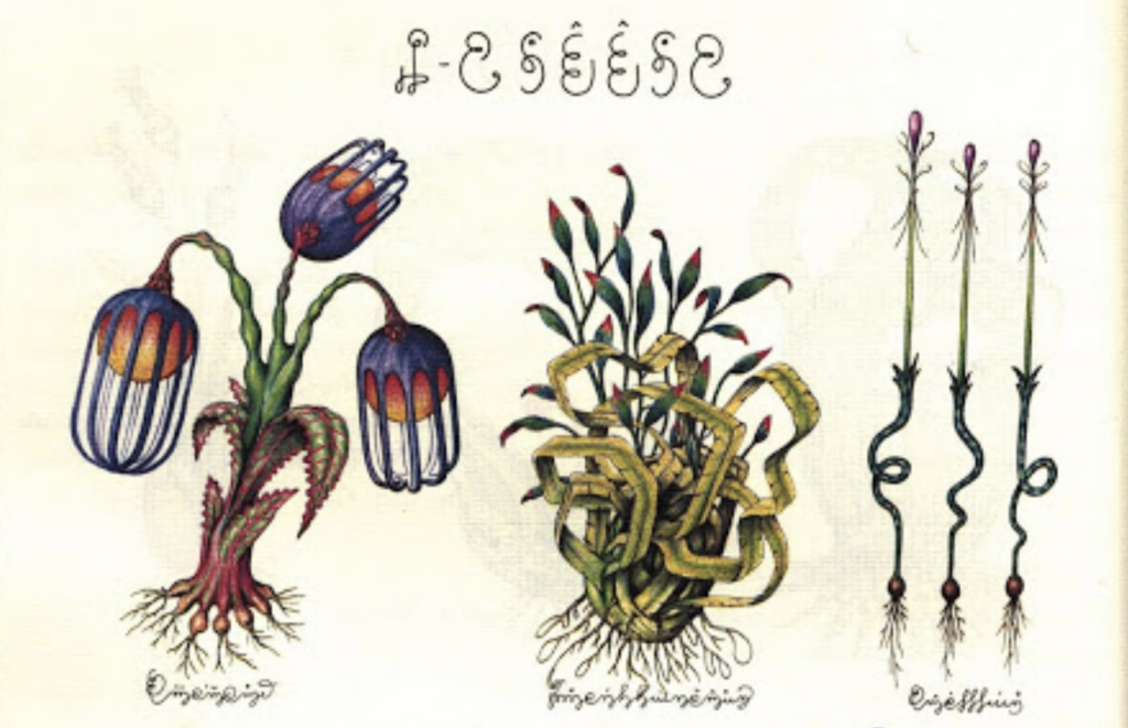 Lesson 9: Drawing Imaginary Plants - Studio in a School