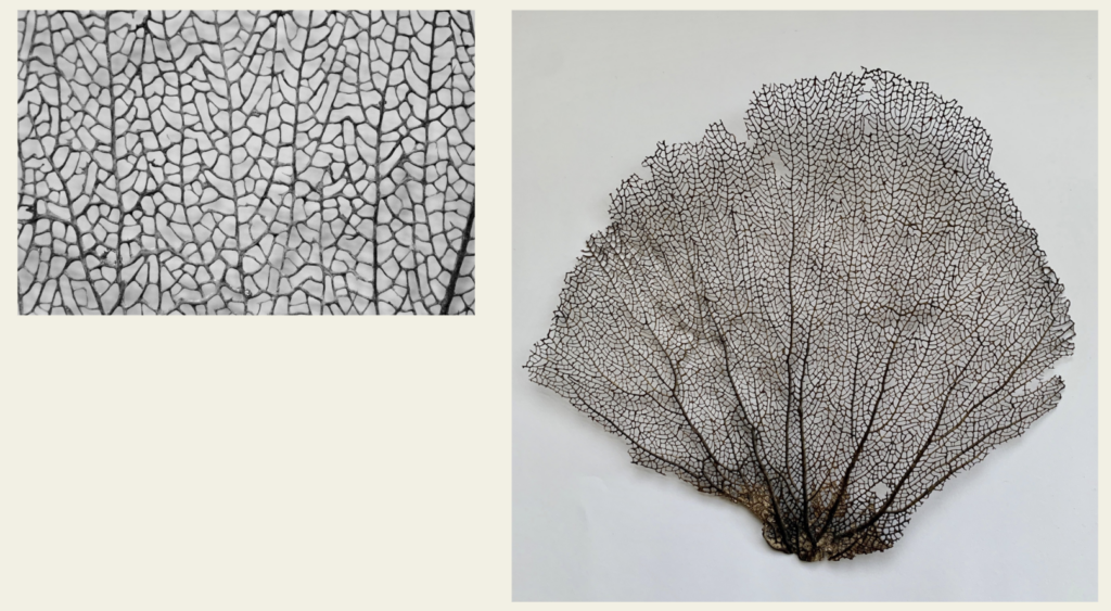 Lesson 5: Drawing from Observation - Studio in a School