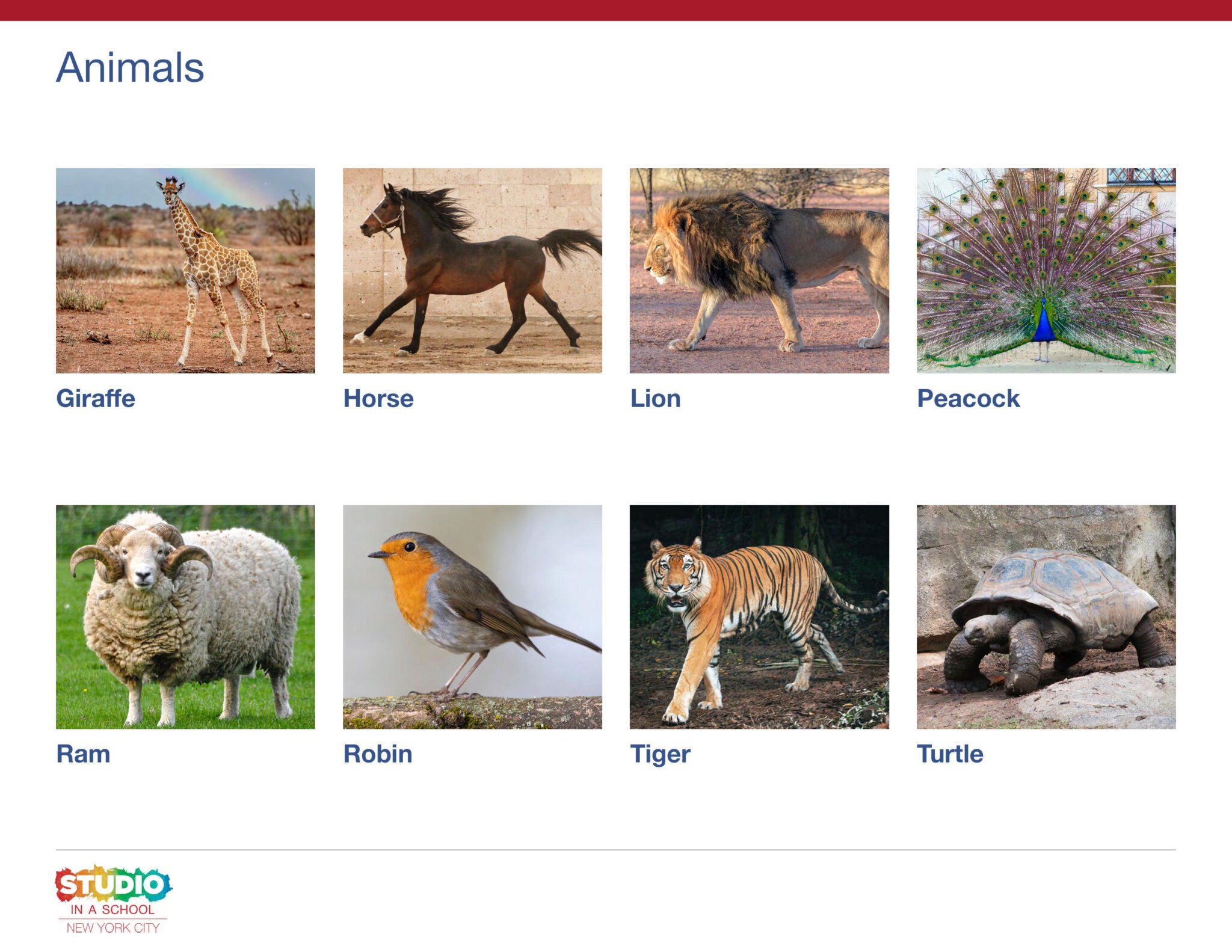 Lesson 2: Drawing Animals - Studio in a School