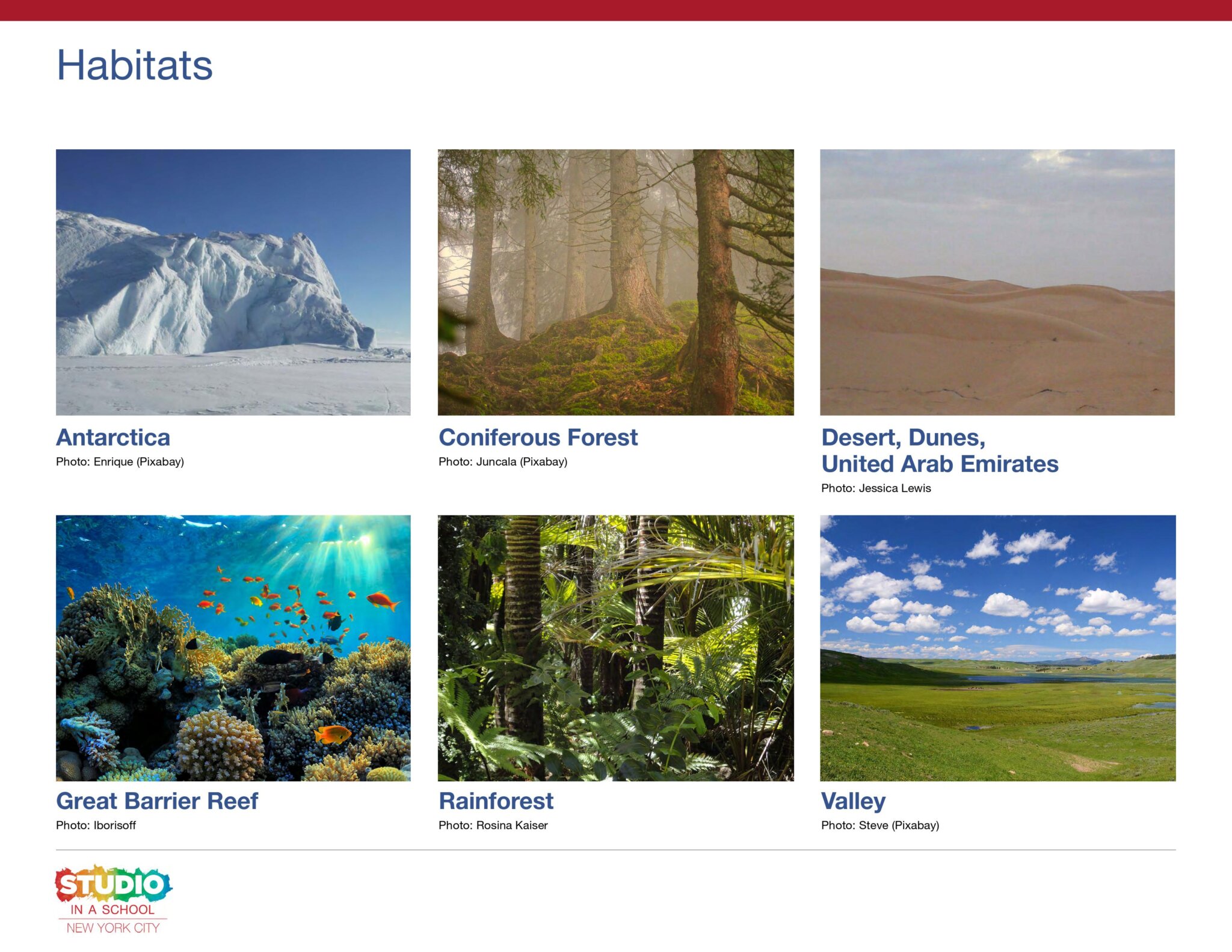 Collaborative Mural: Animals in Habitats - Studio in a School