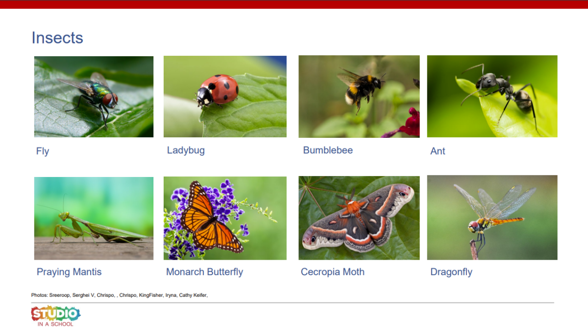 Insects - Studio in a School