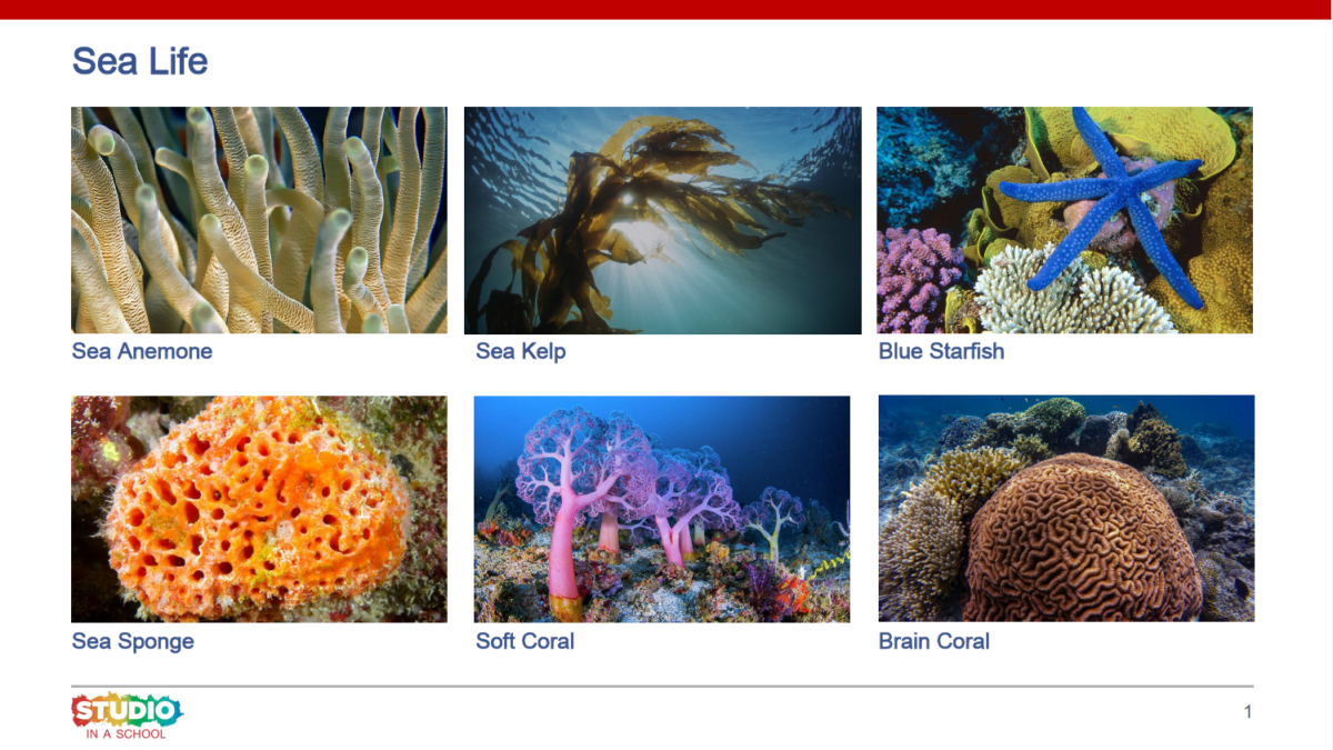 Sea Life - Studio in a School