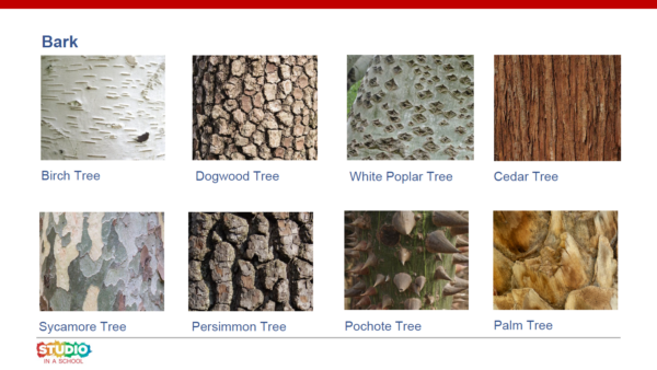 Types of Bark - Studio in a School